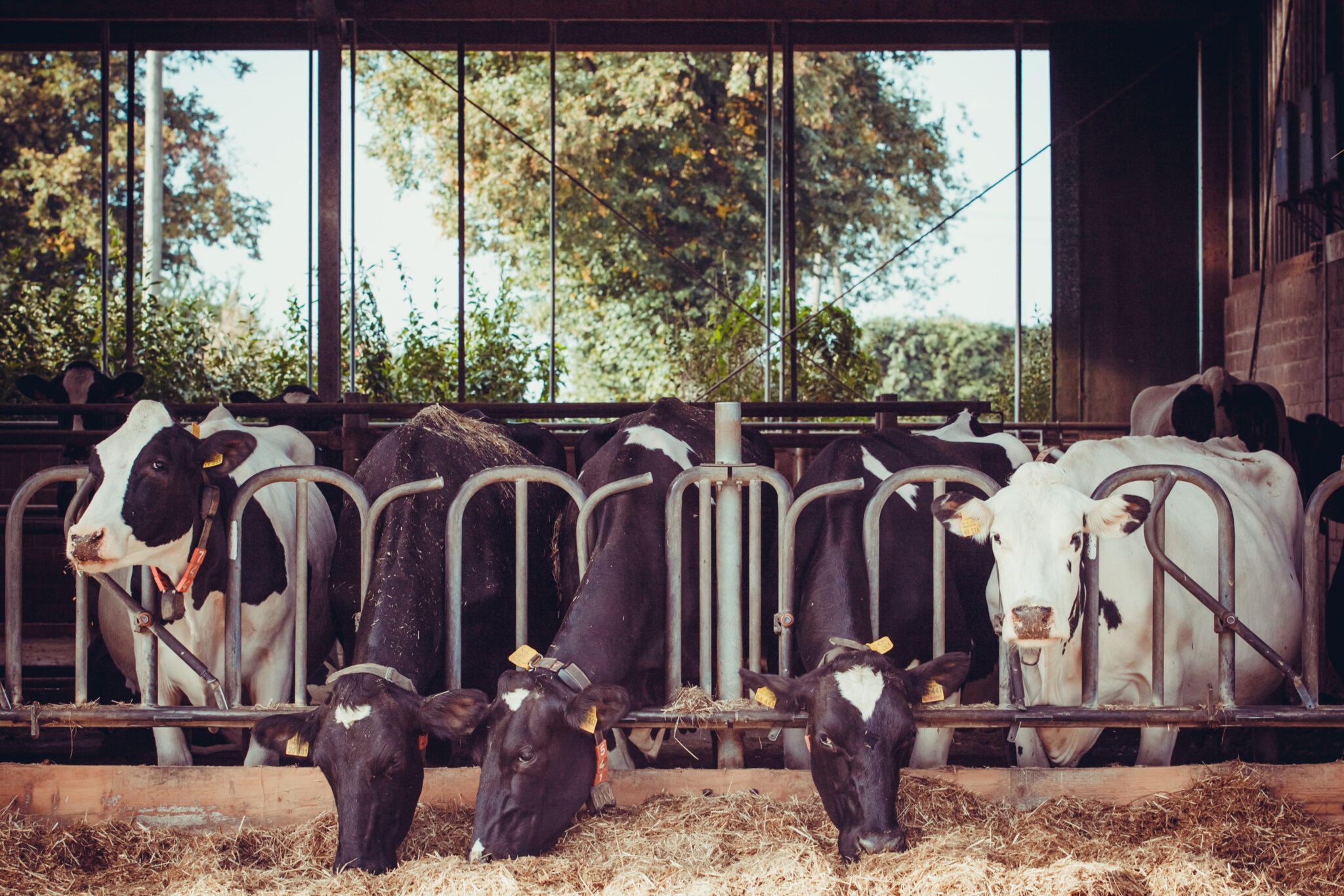 Celebrate National Dairy Month - Florida Farm Bureau