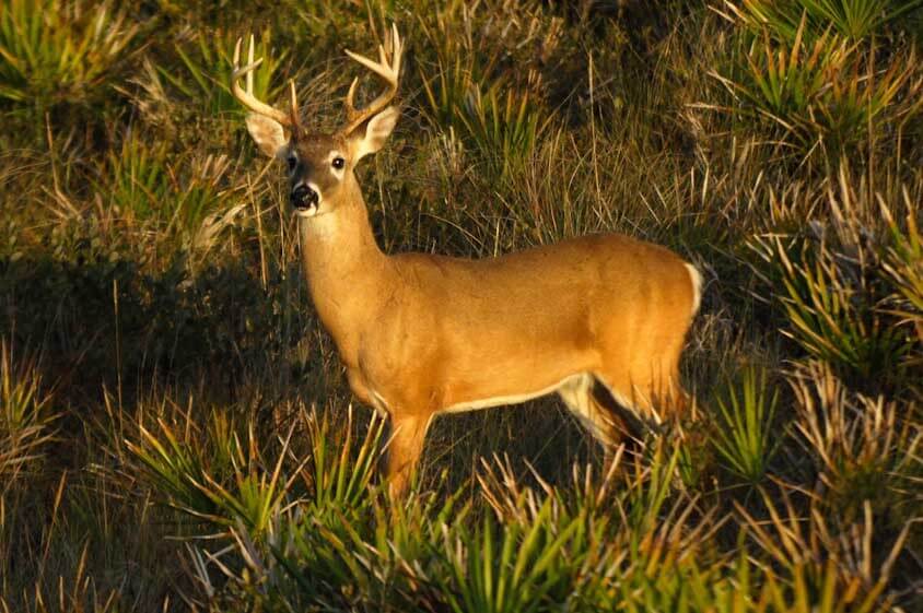 Deer Depredation in Florida Panhandle - Florida Farm Bureau