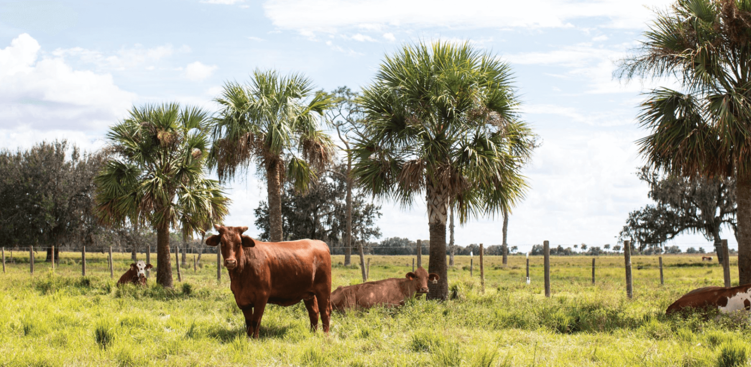 FDEP Nutrient Basin Management Action Plan Update | Florida Farm Bureau ...